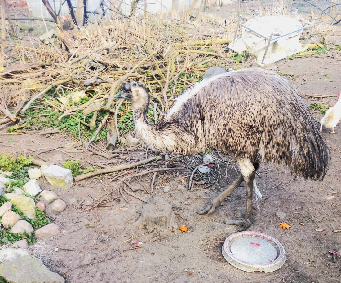 Ale jaja… strusie! Na fermie księdza Jacka – Reporter NTR